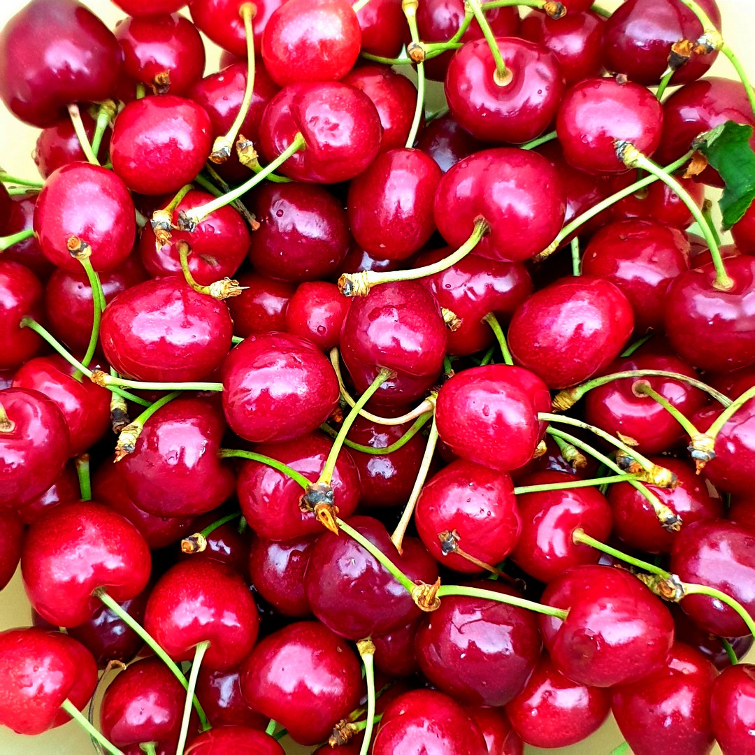 Clafoutis aux cerises, l’authentique recette – Ouest Délices, blog ...