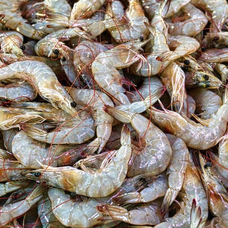 Gambas, les 5 meilleures recettes faciles – Ouest Délices, blog culinaire